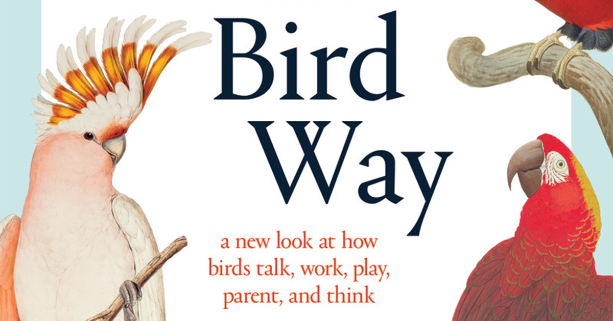 Simon Caterson reviews 'The Bird Way: A new look at how birds talk ...