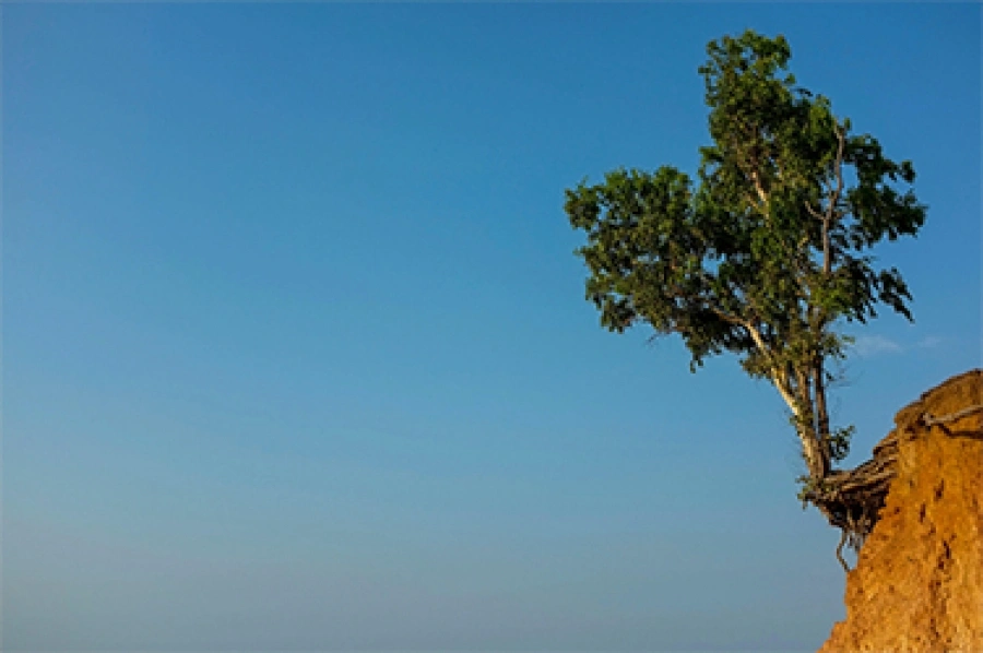 'A rubber cudgel of a word: The speciousness of resilience' by Anwen ...